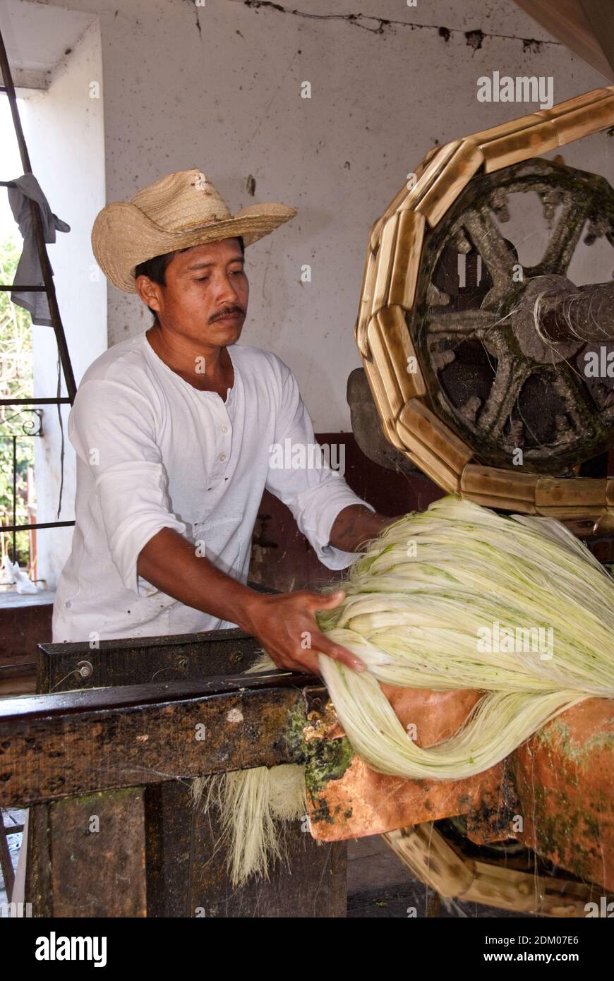Workers process Henequen, an agave plant, into a fiber suitable for ...