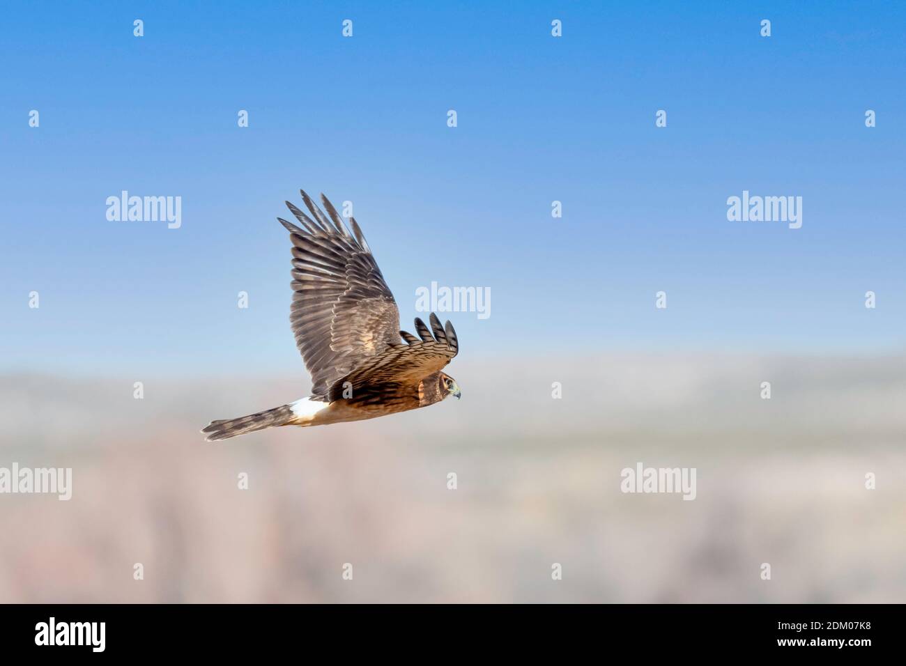 Female northern harrier hi-res stock photography and images - Alamy