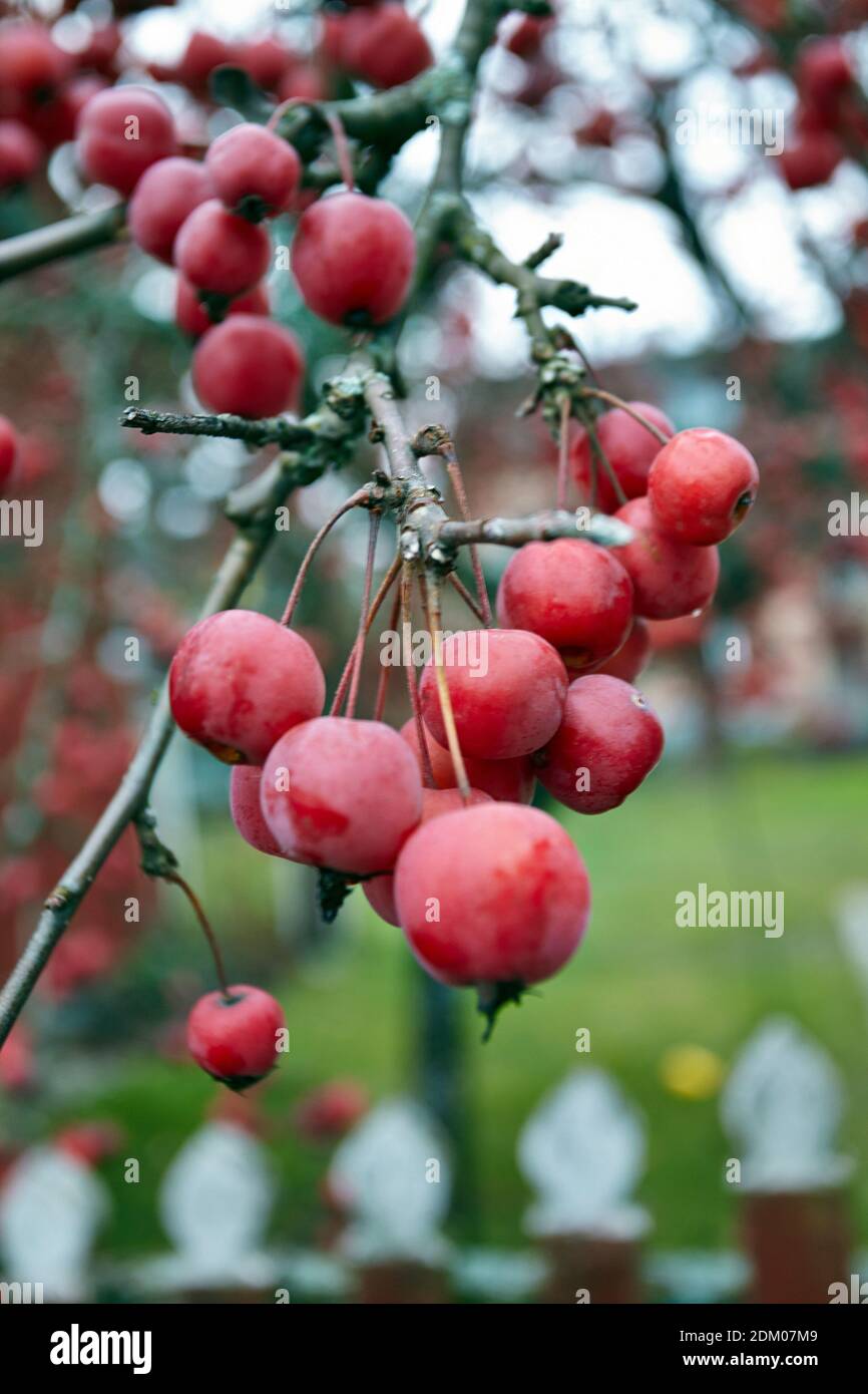 Malus small red fruits hi-res stock photography and images - Alamy