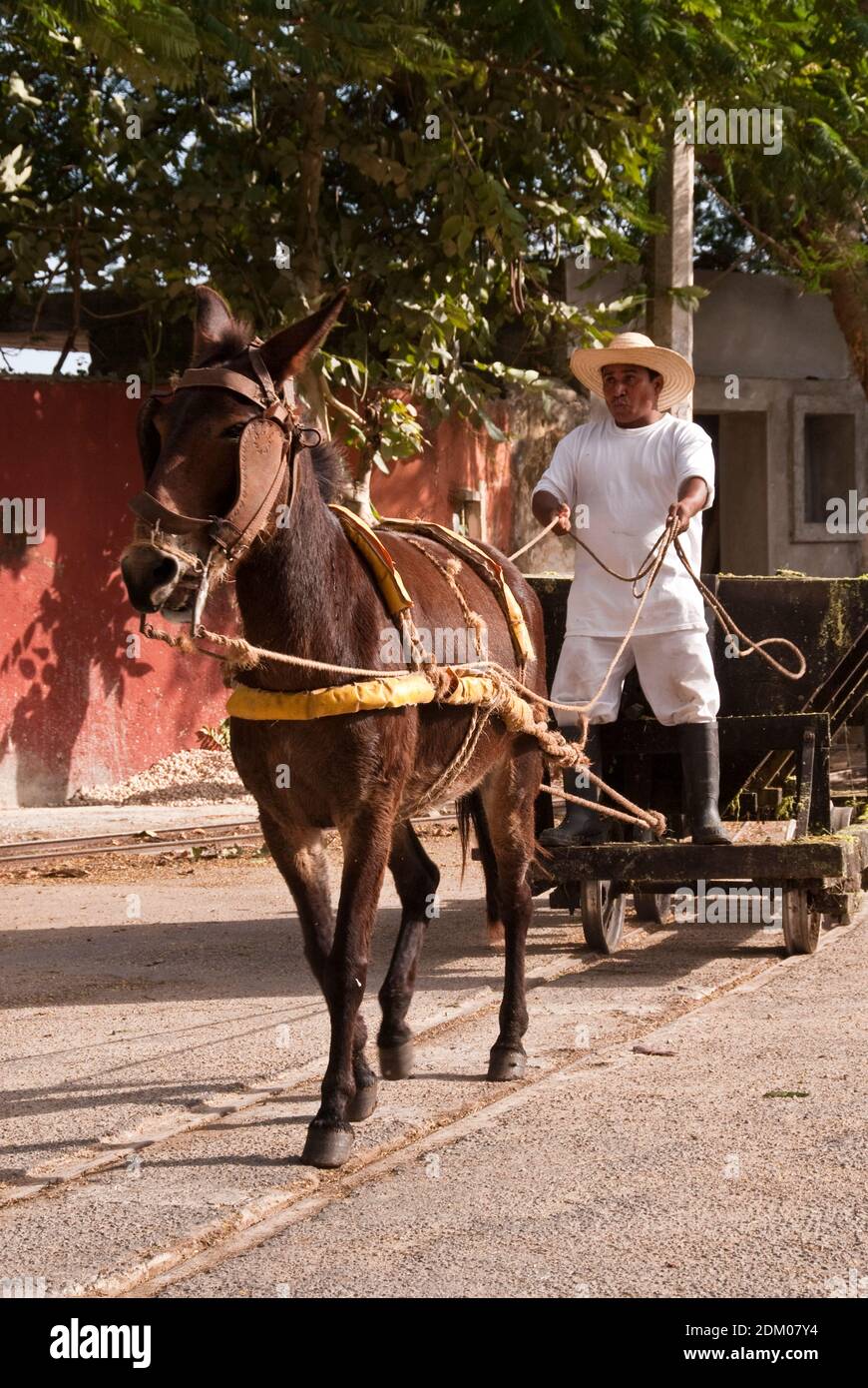 Men drive mule carts of Henequen on tracks from the fields to the ...