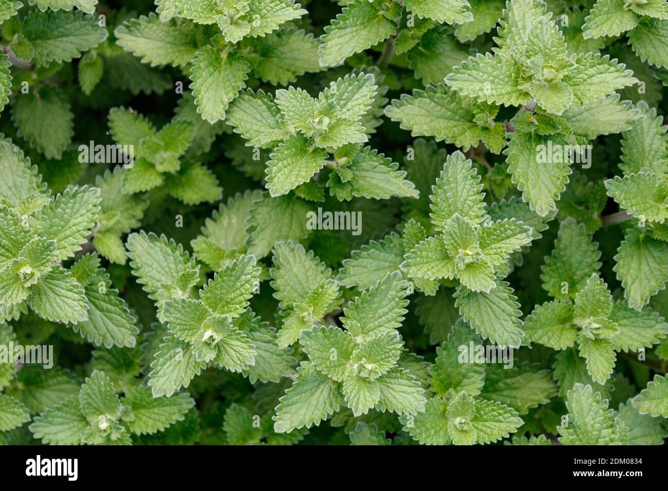 Catmint Leaves