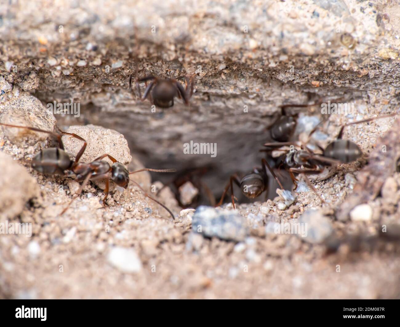 Group of ants on the ground close up Stock Photo - Alamy