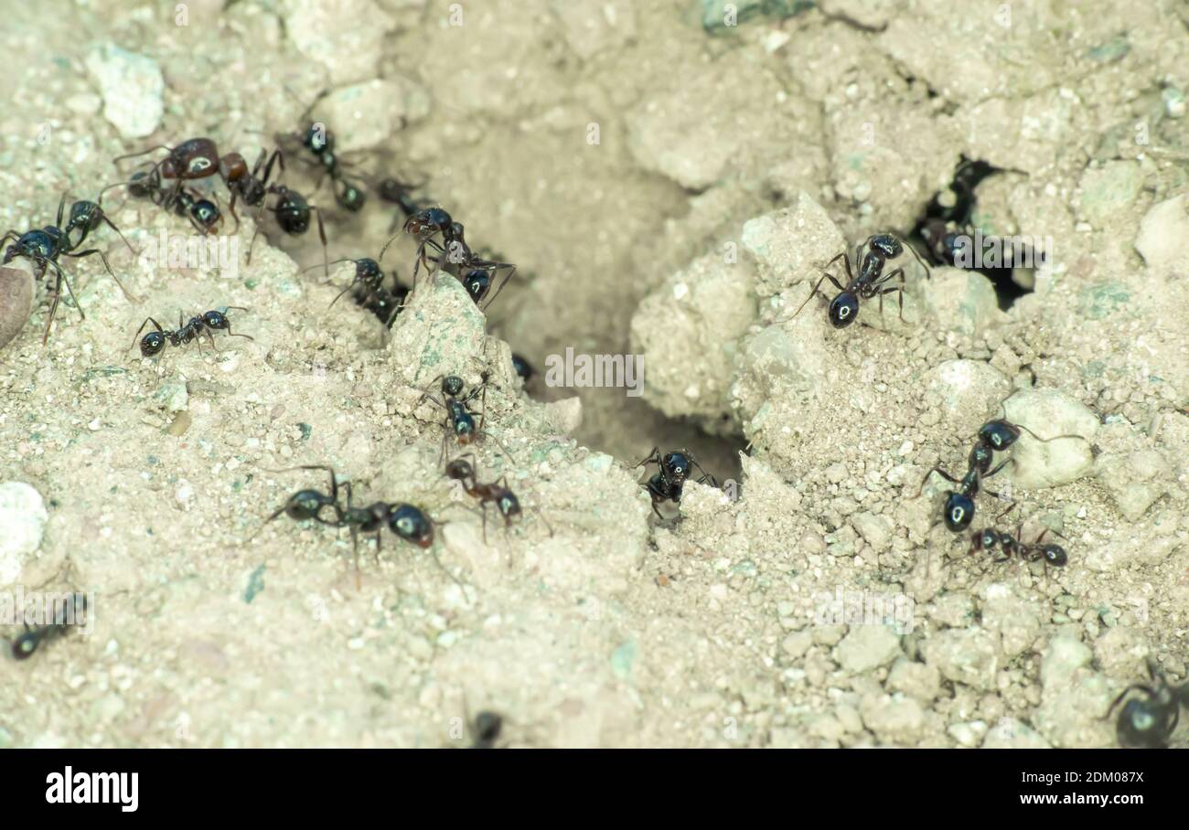 Group of ants on the ground close up Stock Photo - Alamy