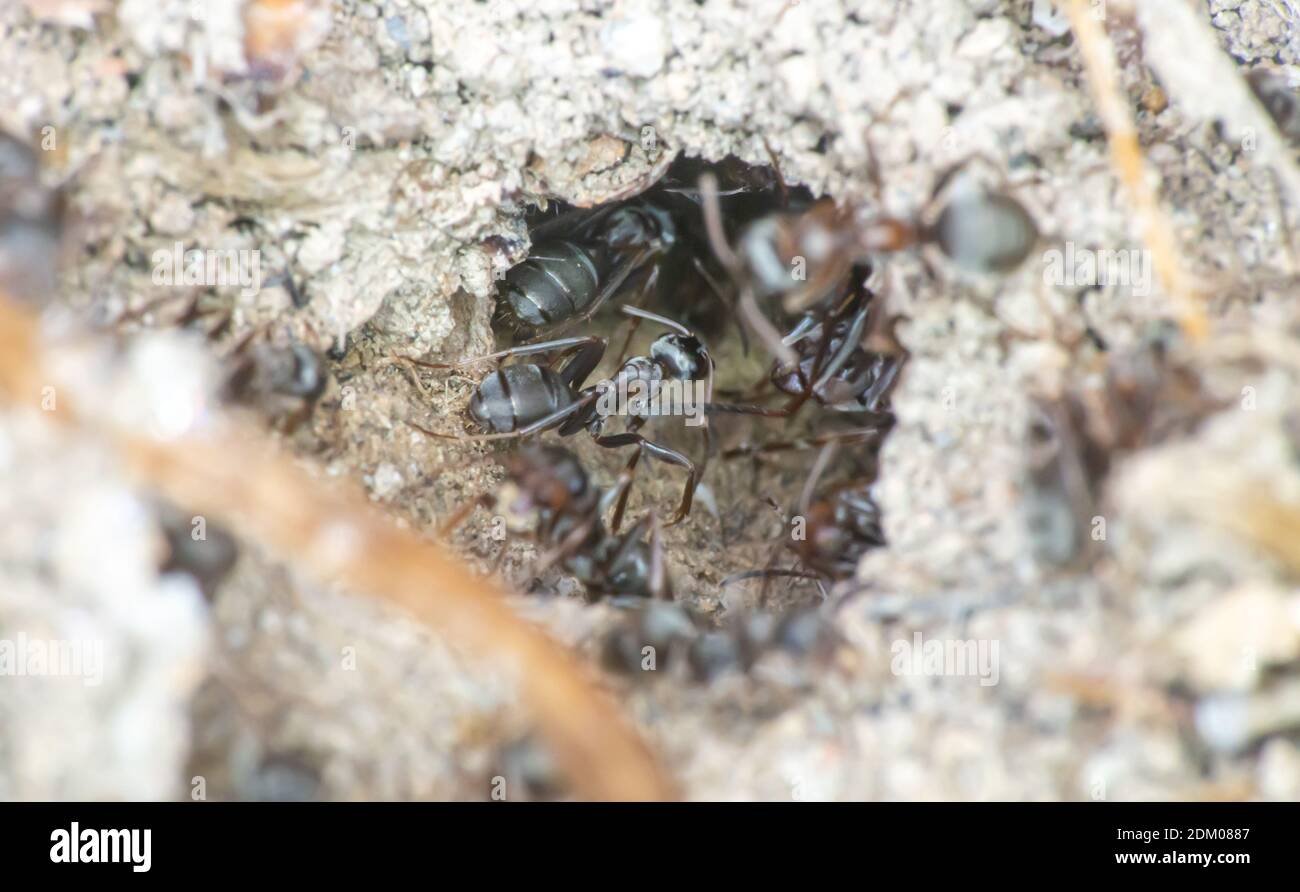 Group of ants on the ground close up Stock Photo - Alamy