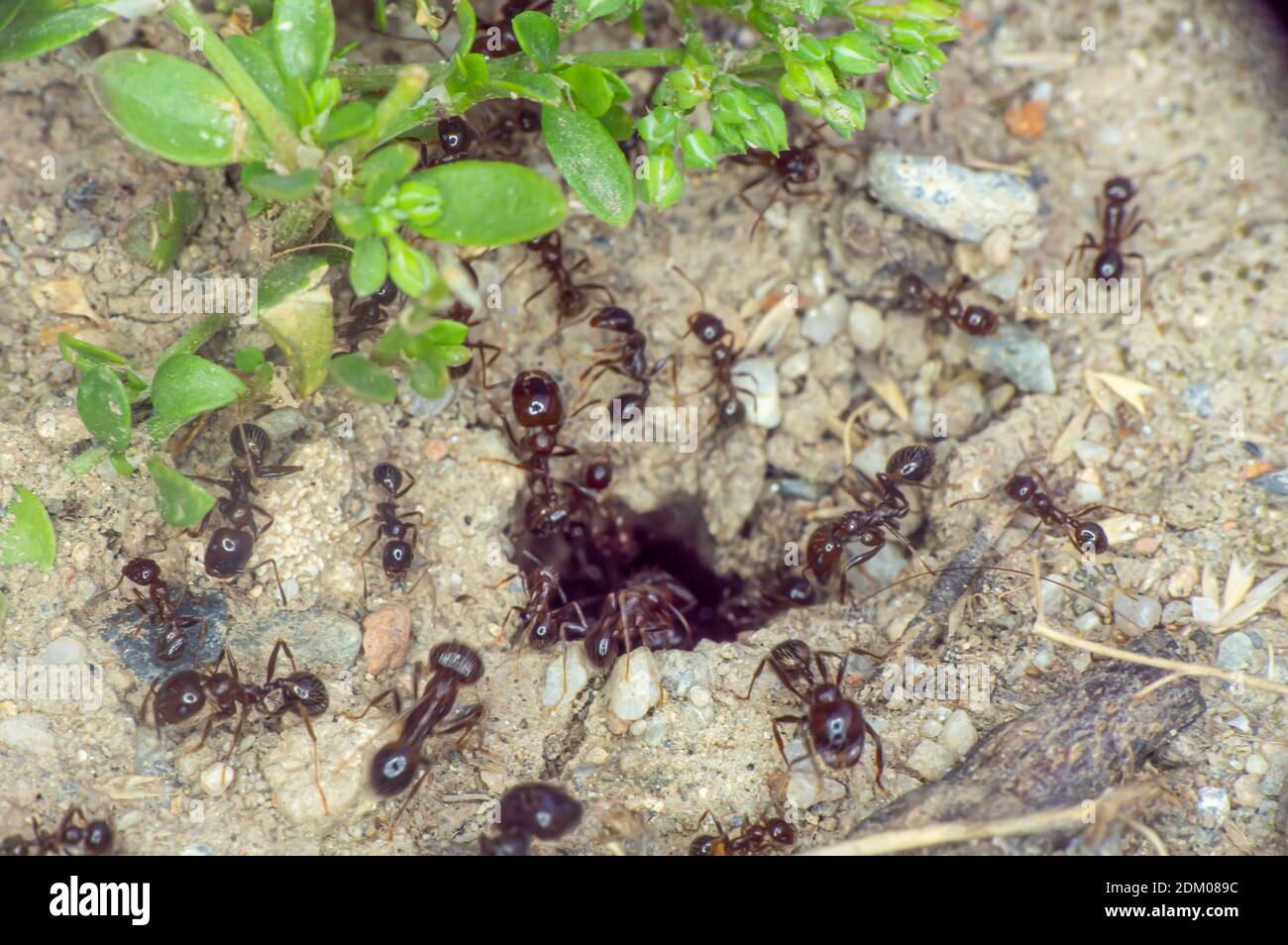 Group of ants on the ground close up Stock Photo - Alamy
