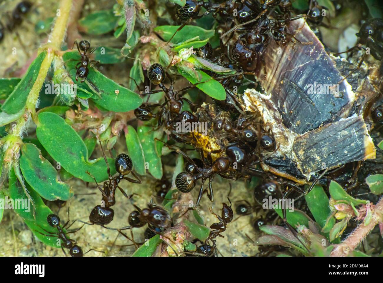 Group of ants on the ground close up Stock Photo - Alamy