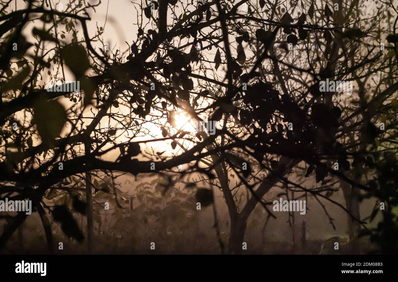 Lamp post shining through tree at night Stock Photo - Alamy
