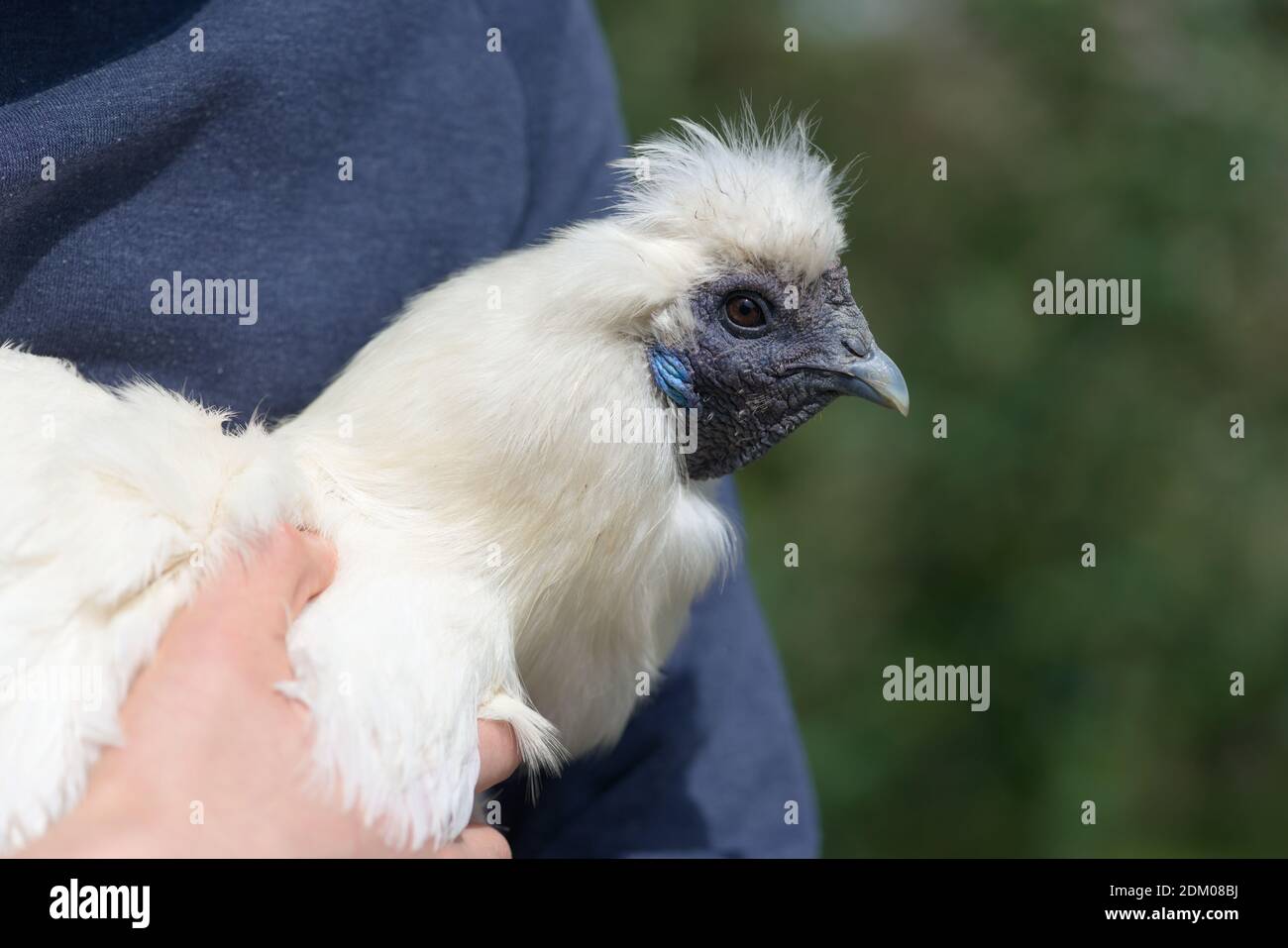 Super sharp close up of white silkie chickens face in direct sunlight ...