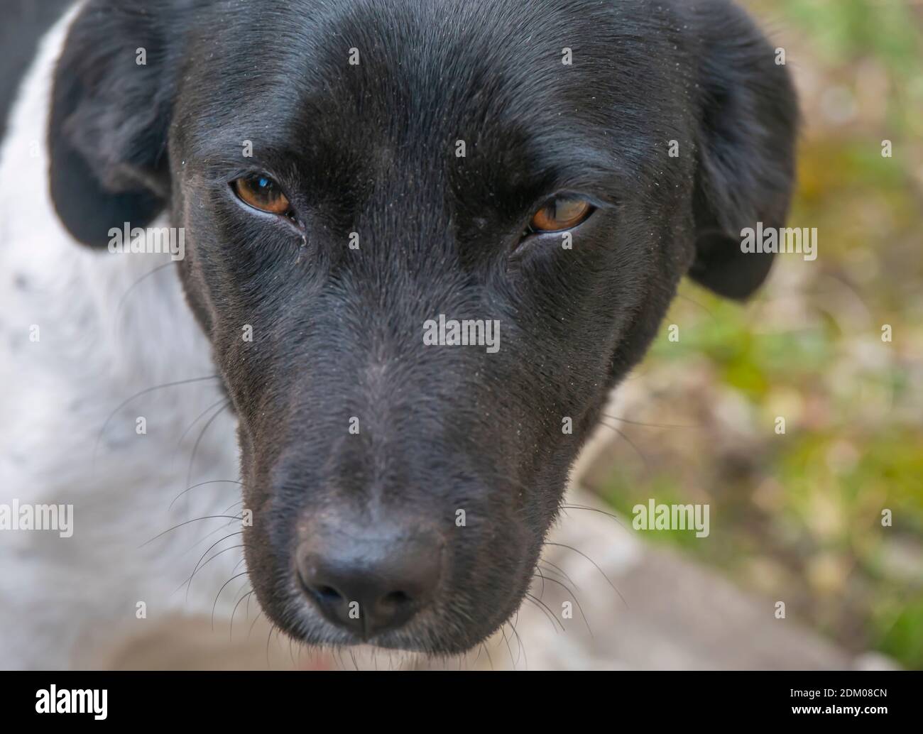 poor lonely black and white street dog Stock Photo - Alamy