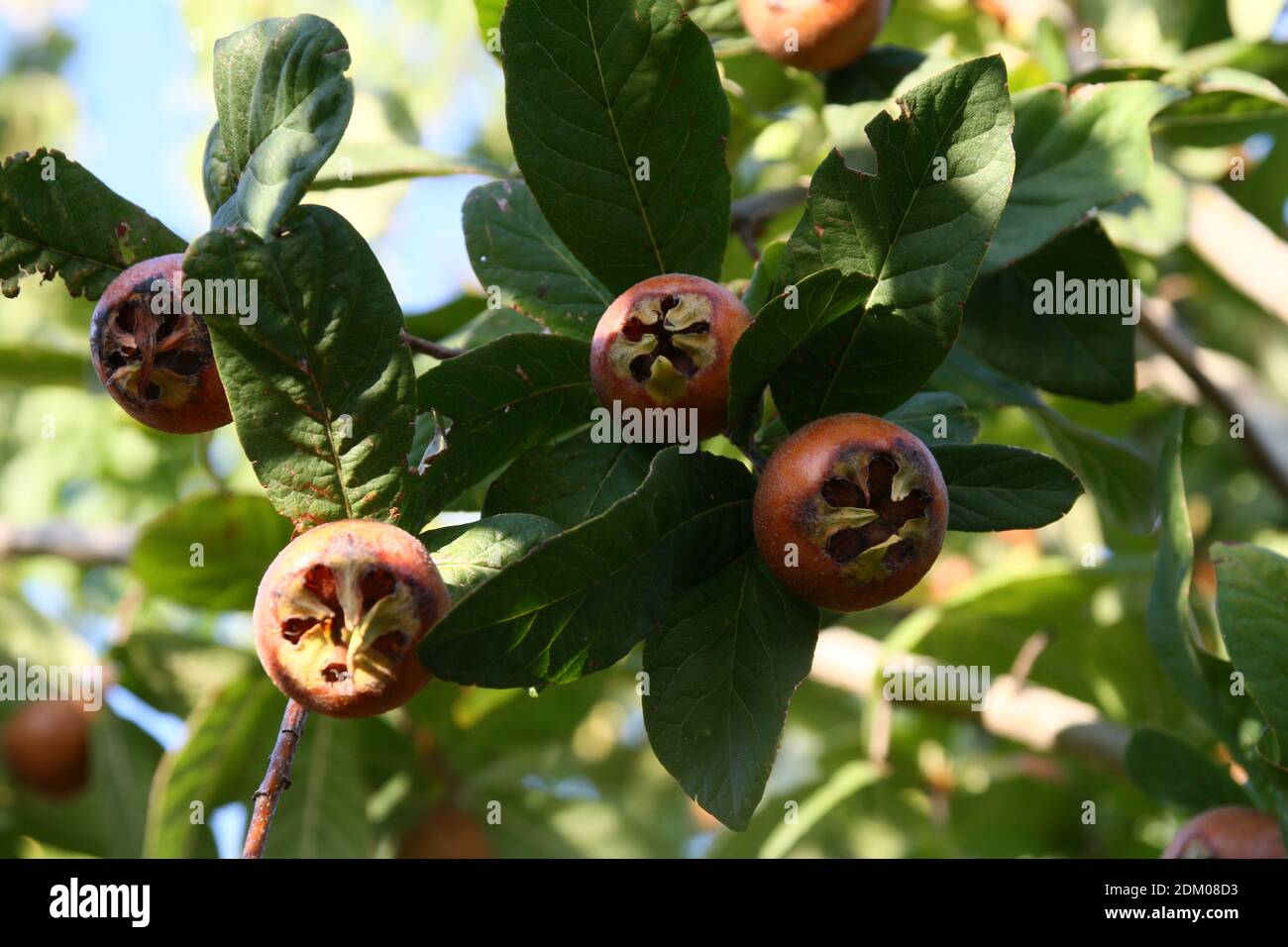Medlar wood hi-res stock photography and images - Alamy