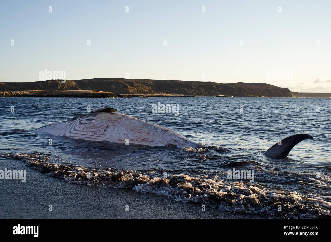 Stranded Northern Minke Whale (Balaenoptera acutorostrata), Vik ...