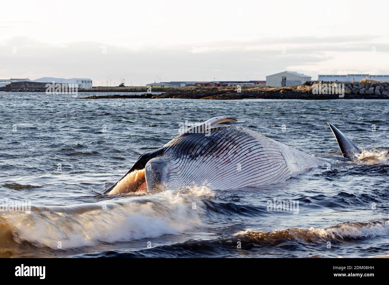 Stranded minke whale hi-res stock photography and images - Alamy