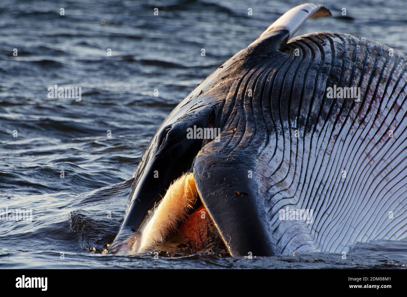 Stranded Northern Minke Whale (Balaenoptera acutorostrata), Vik ...