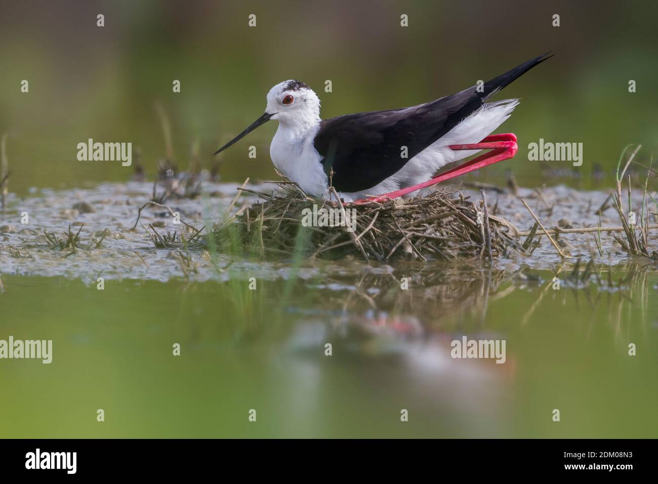 Steltkluut op nest; Black-winged Stilt on nest Stock Photo - Alamy