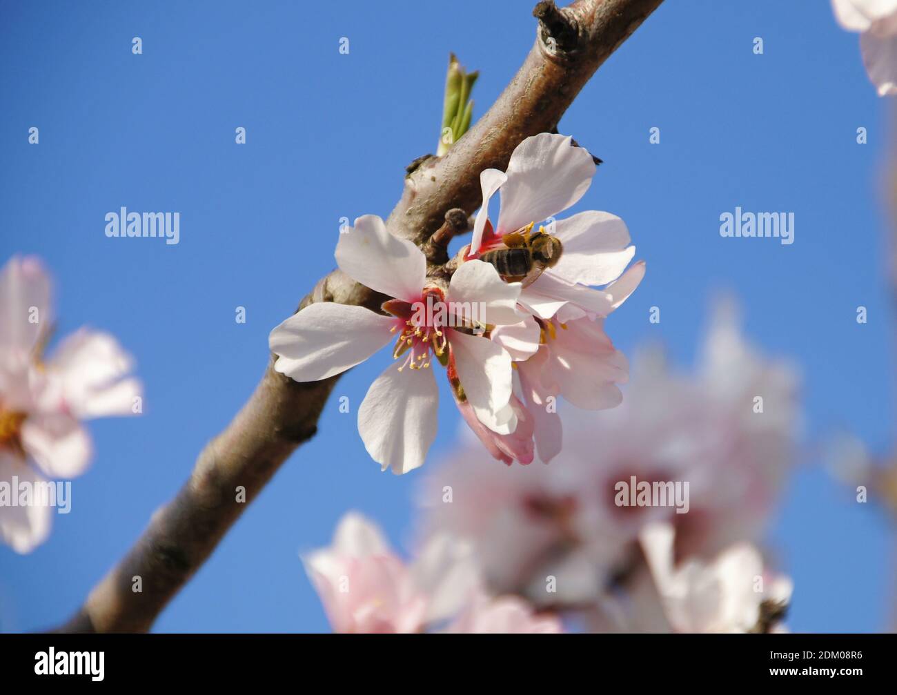 Almond blossoms honey bee hi-res stock photography and images - Alamy