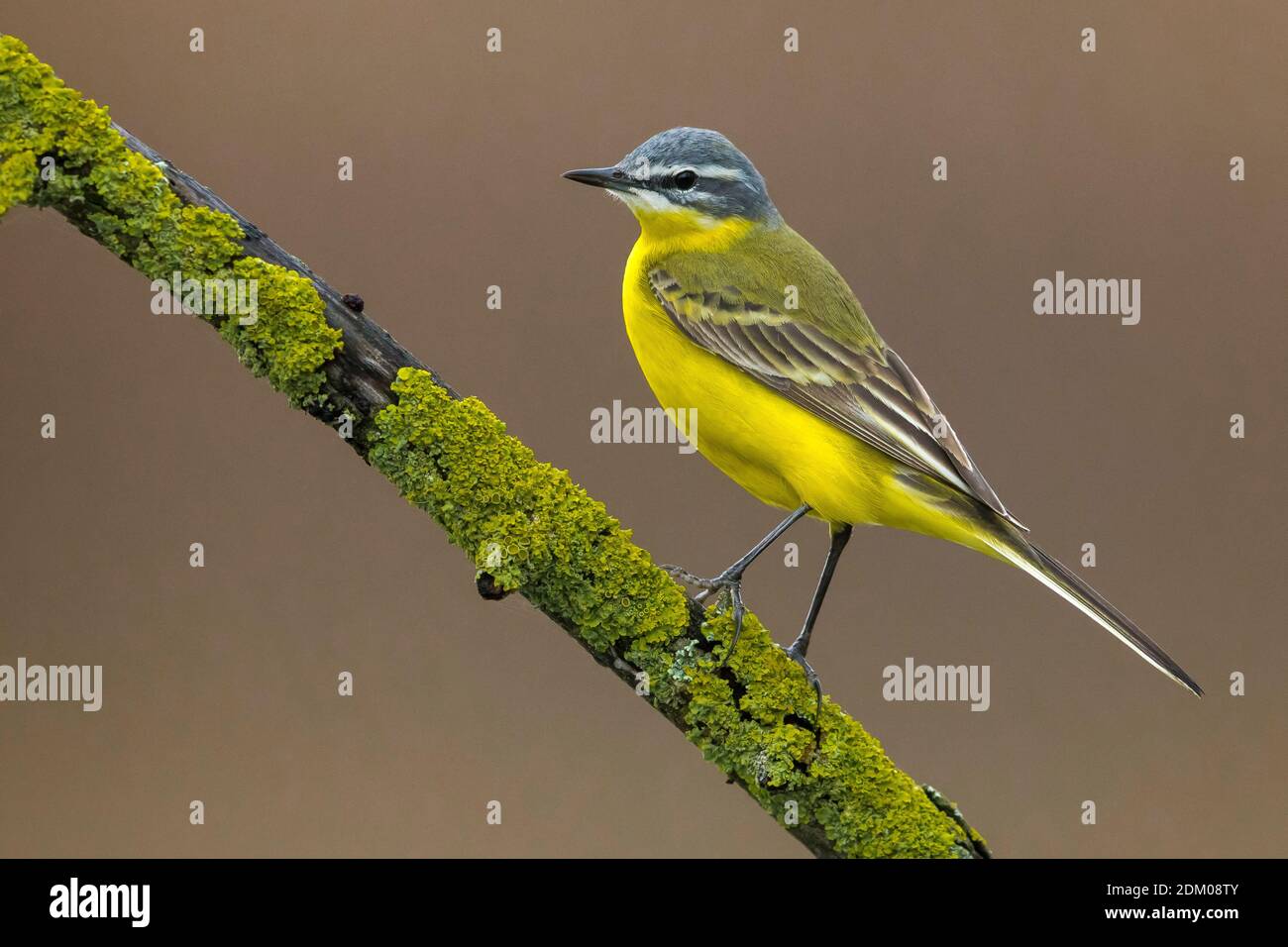 Gele Kwikstaart; Blue-headed Yellow Wagtail Stock Photo - Alamy