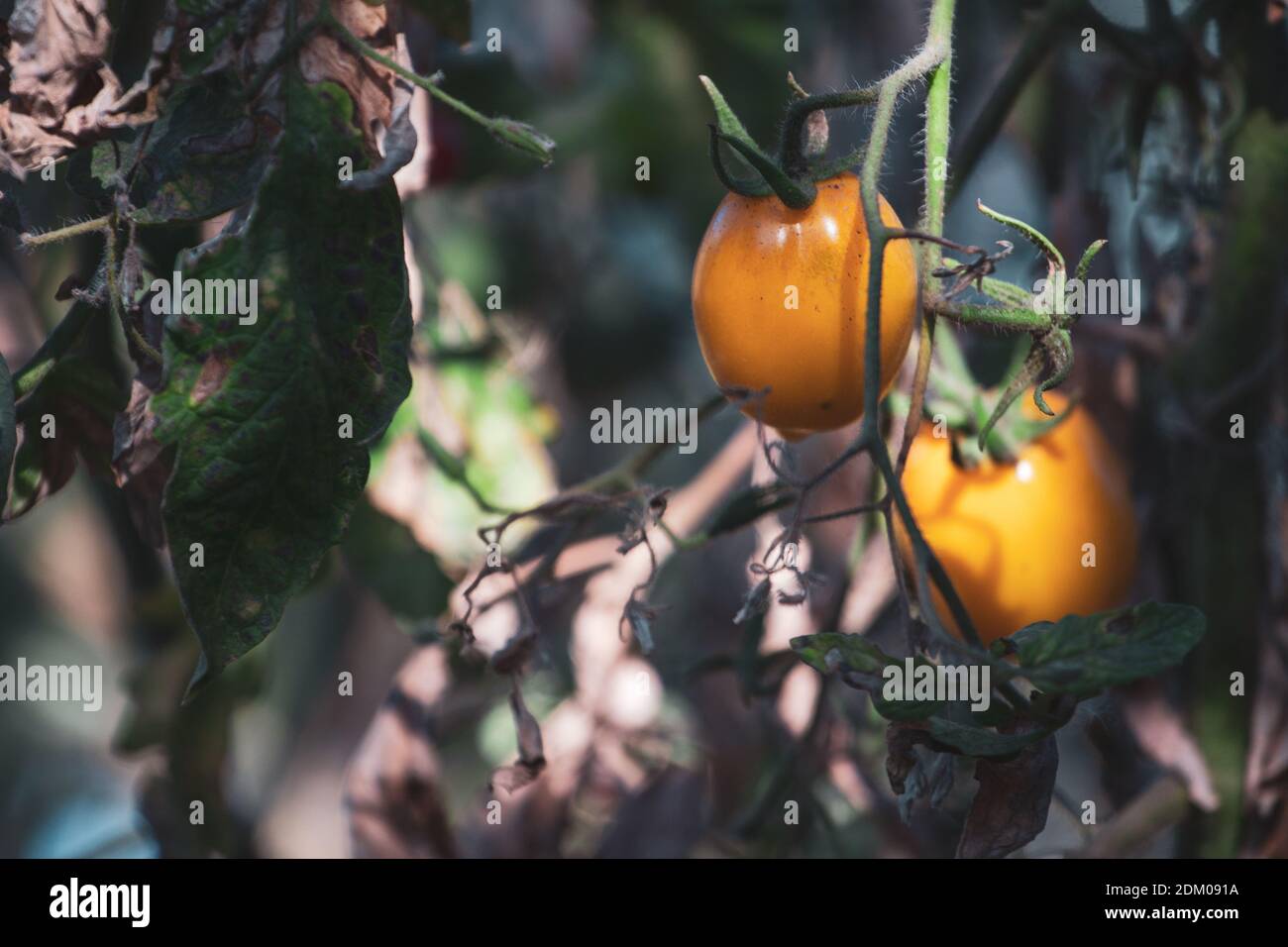 Tomato Plant Disease High Resolution Stock Photography and Images - Alamy