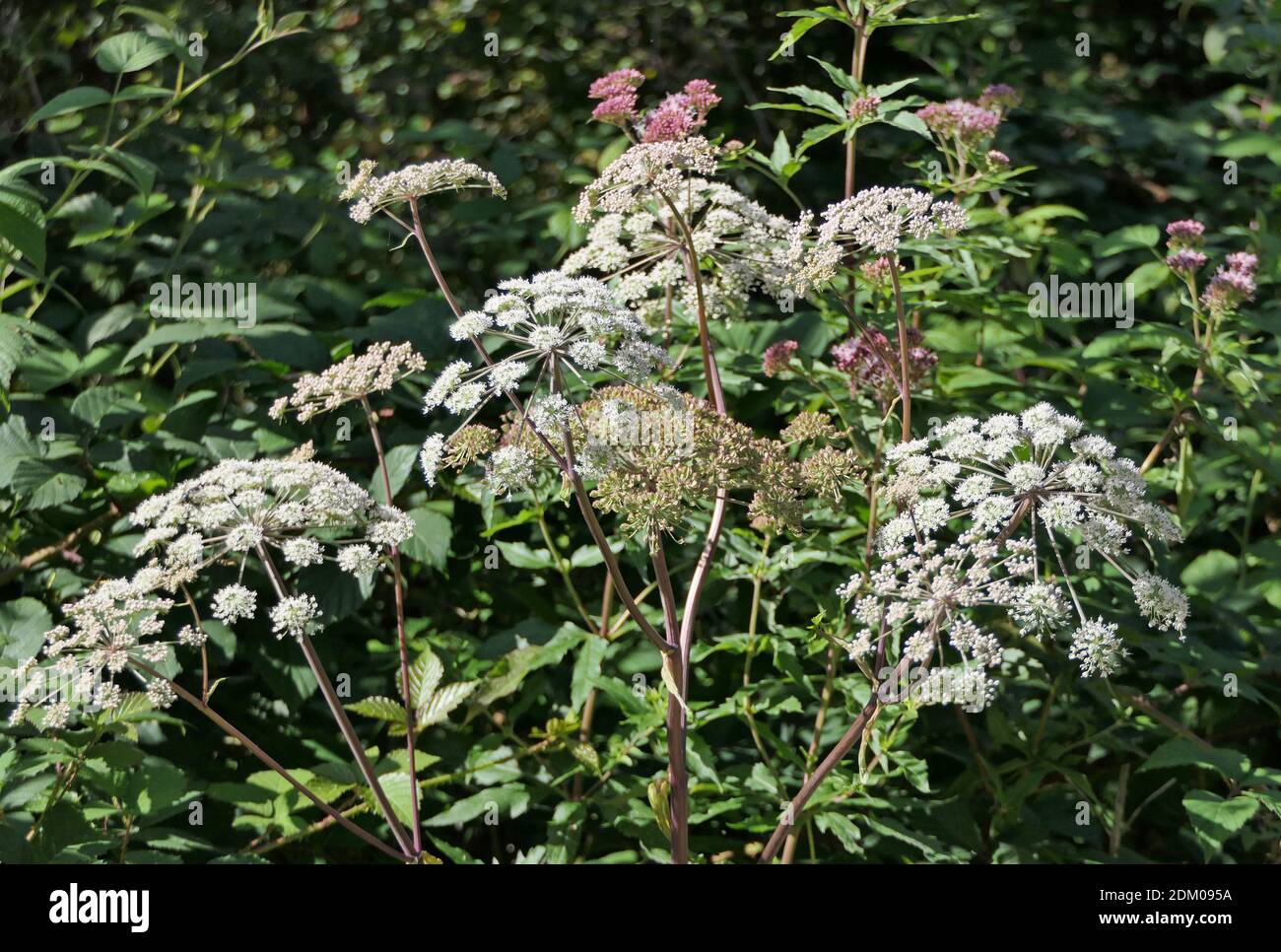 Spotted Hemlock High Resolution Stock Photography and Images - Alamy