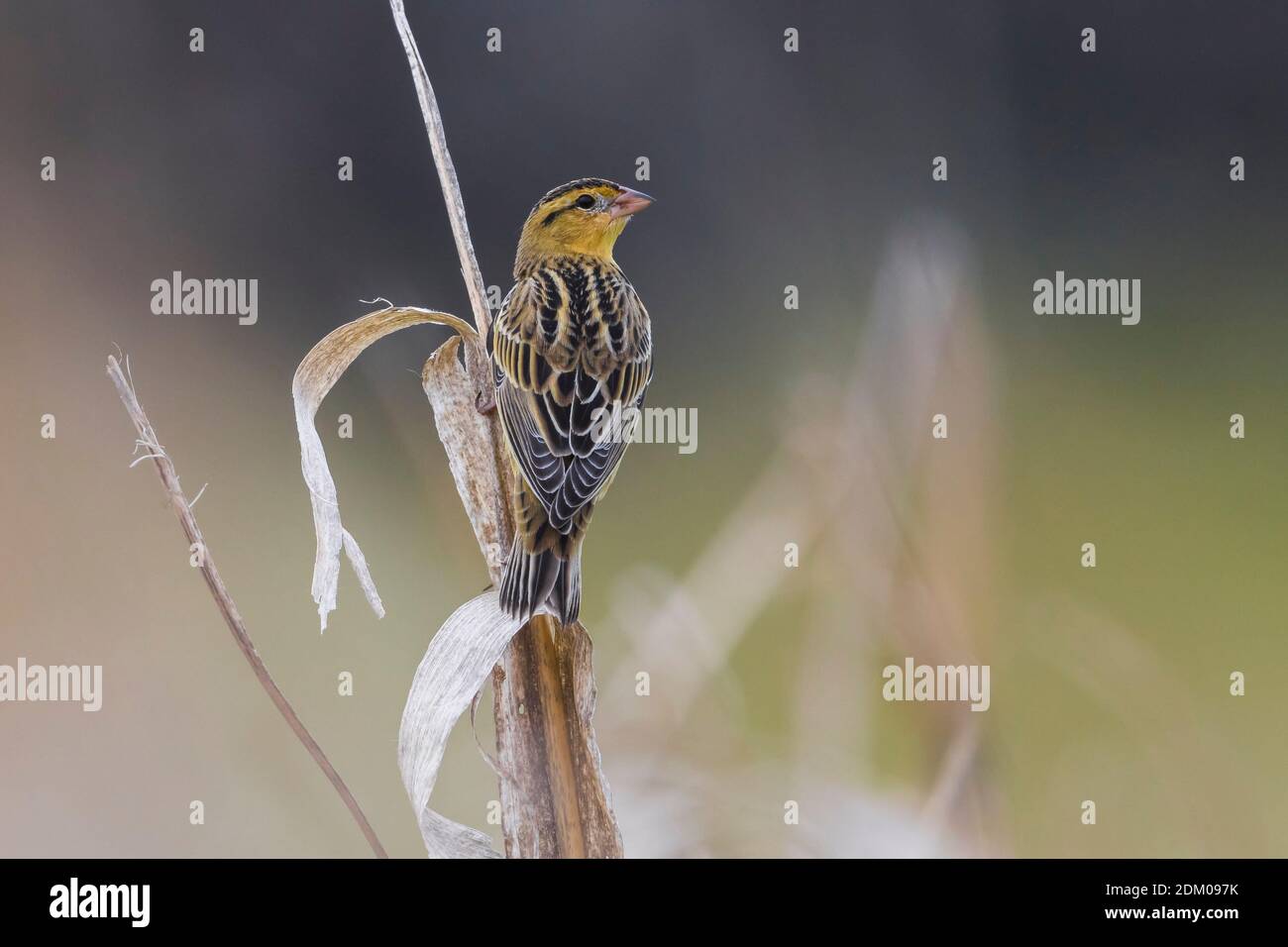 Bobolink perched hi-res stock photography and images - Alamy