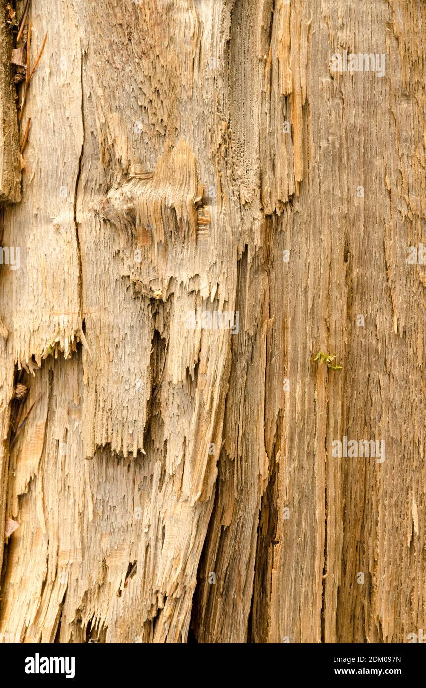 Wooden structure and surface of a tree trunk, abstract details of wood ...