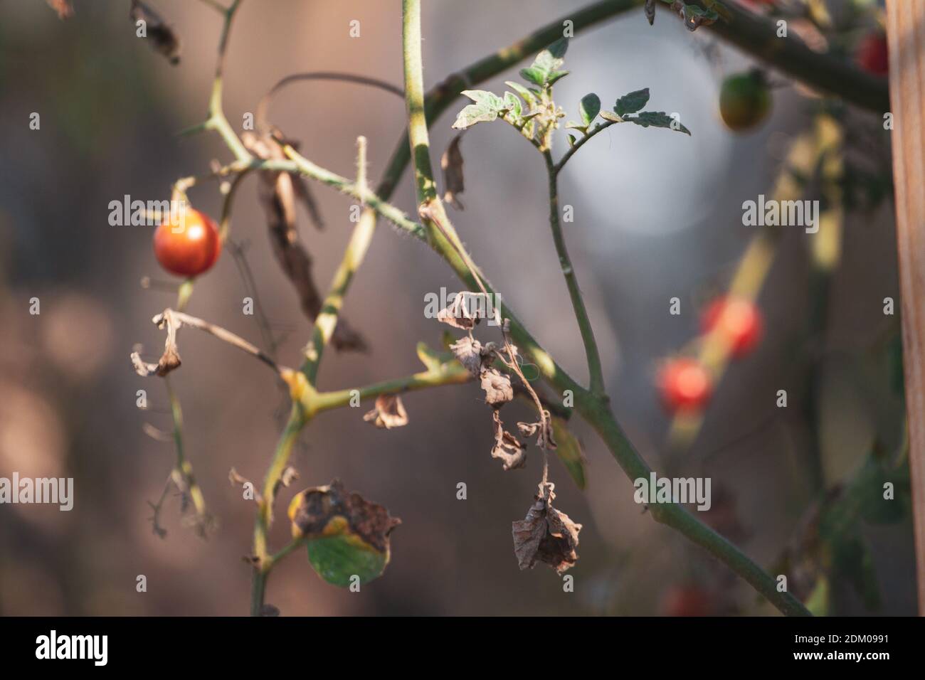 Tomato fruits damaged by bacterial disease. Moisture cracked tomatoes ...