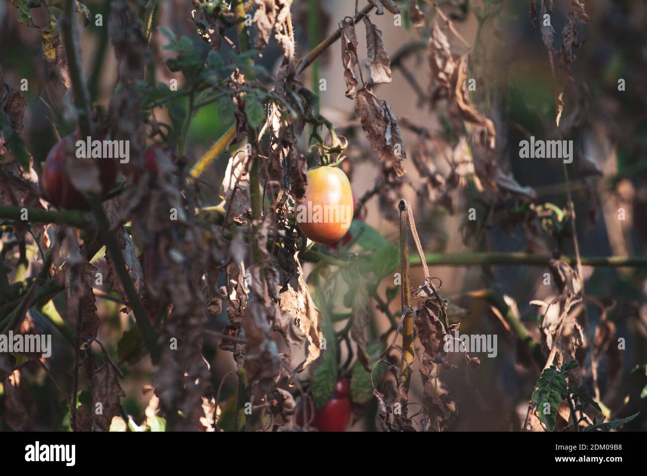 Tomato fruits damaged by bacterial disease. Moisture cracked tomatoes ...