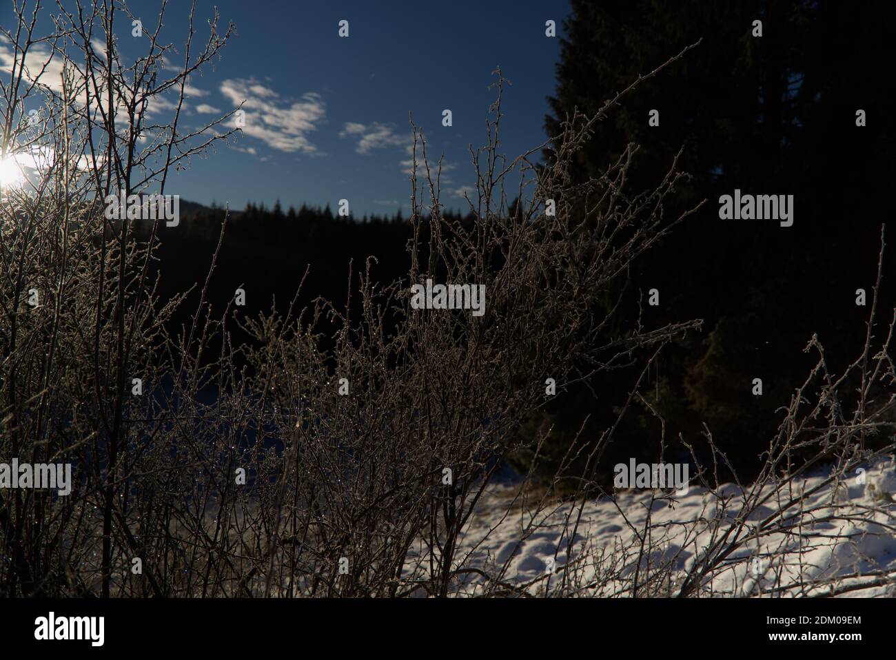 Bush with ice under the light of sun Stock Photo - Alamy