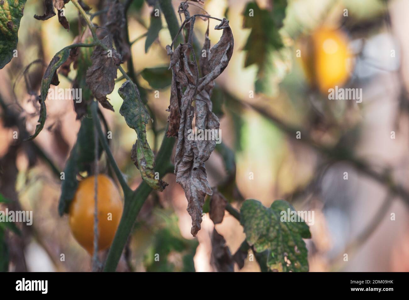 Tomato fruits damaged by bacterial disease. Moisture cracked tomatoes ...