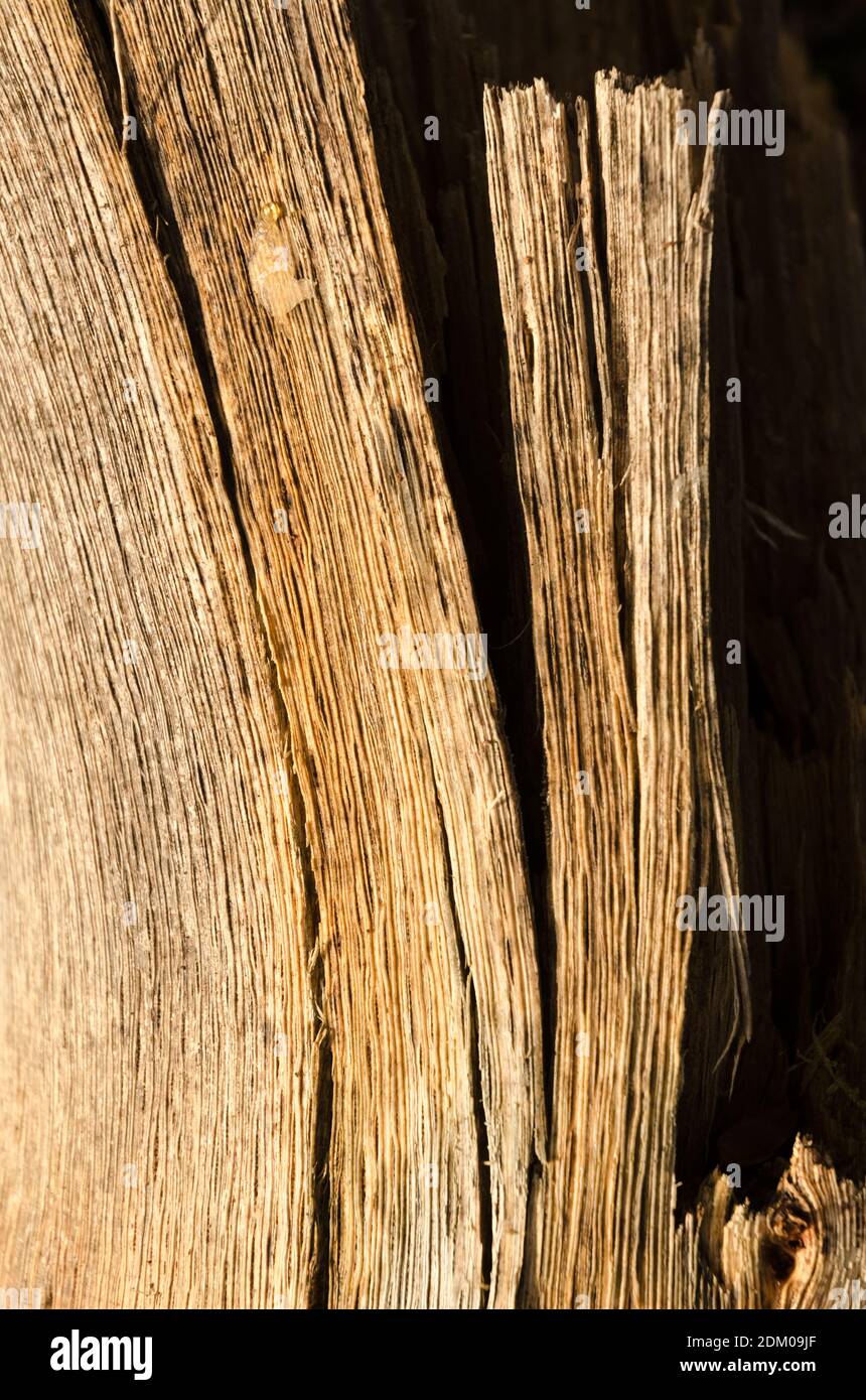 Wooden structure and surface of a tree trunk, abstract details of wood ...