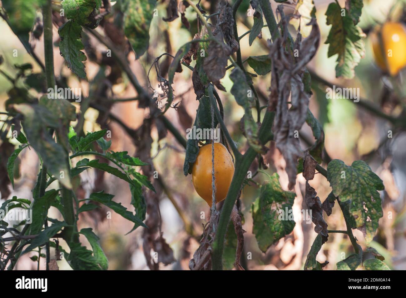 Tomato fruits damaged by bacterial disease. Moisture cracked tomatoes ...