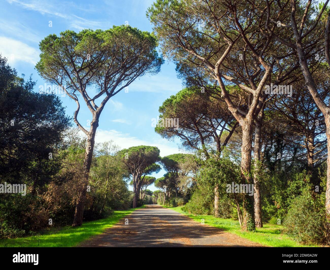 Pine trees in the forest of Castel Fusano near Ostia - Rome, Italy ...