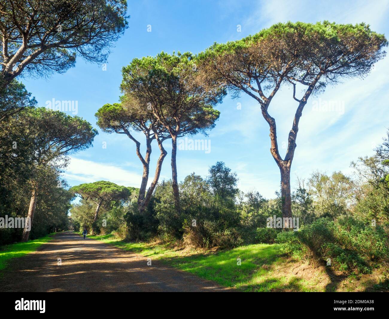 Pine trees in the forest of Castel Fusano near Ostia - Rome, Italy ...