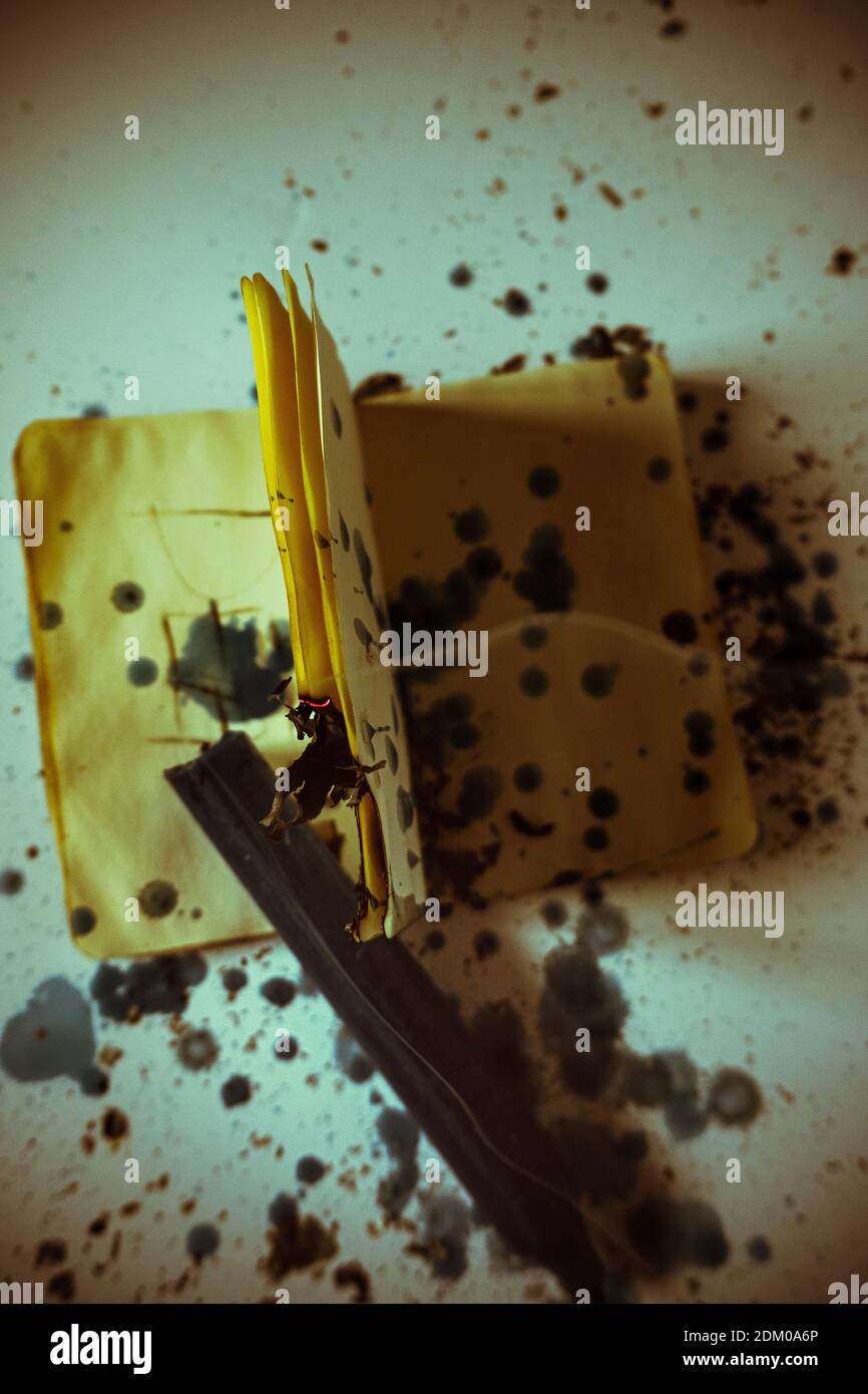 Old burned book hi-res stock photography and images - Alamy