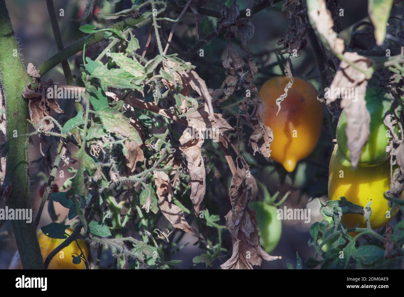 Tomato fruits damaged by bacterial disease. Moisture cracked tomatoes ...