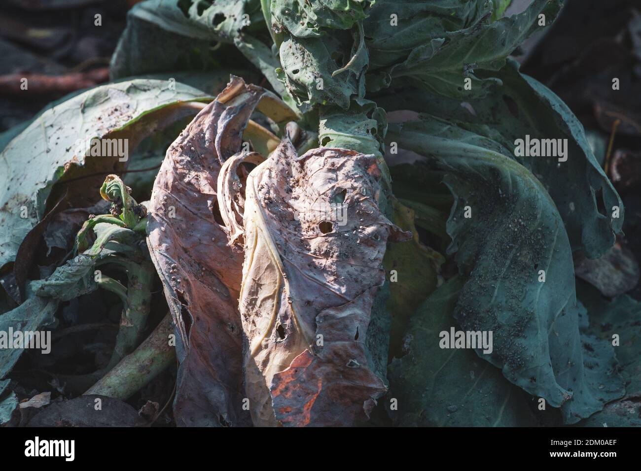 Cabbage disease hi-res stock photography and images - Alamy