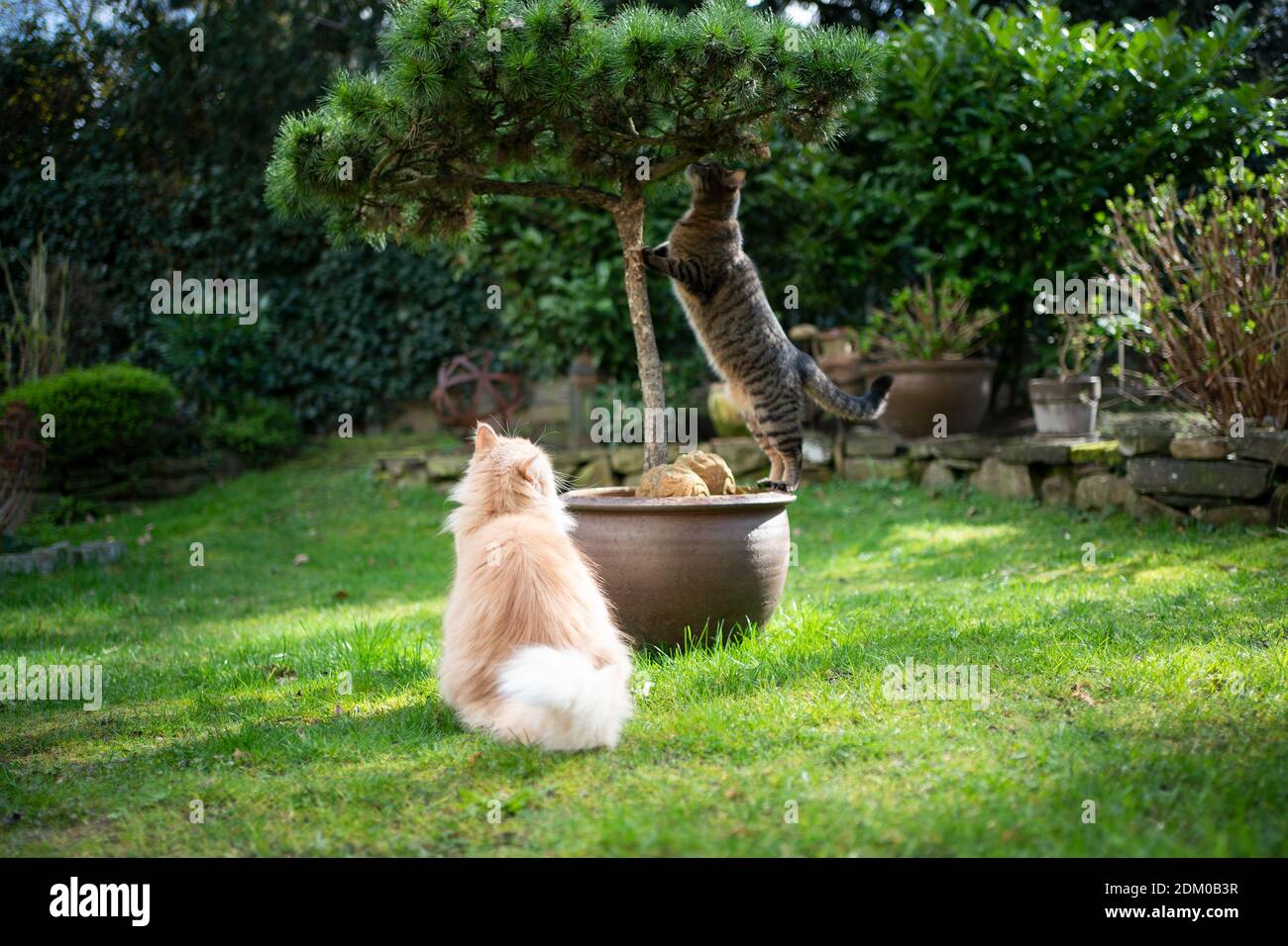 two different cats outdoors in garden. one cat is scratching a small ...