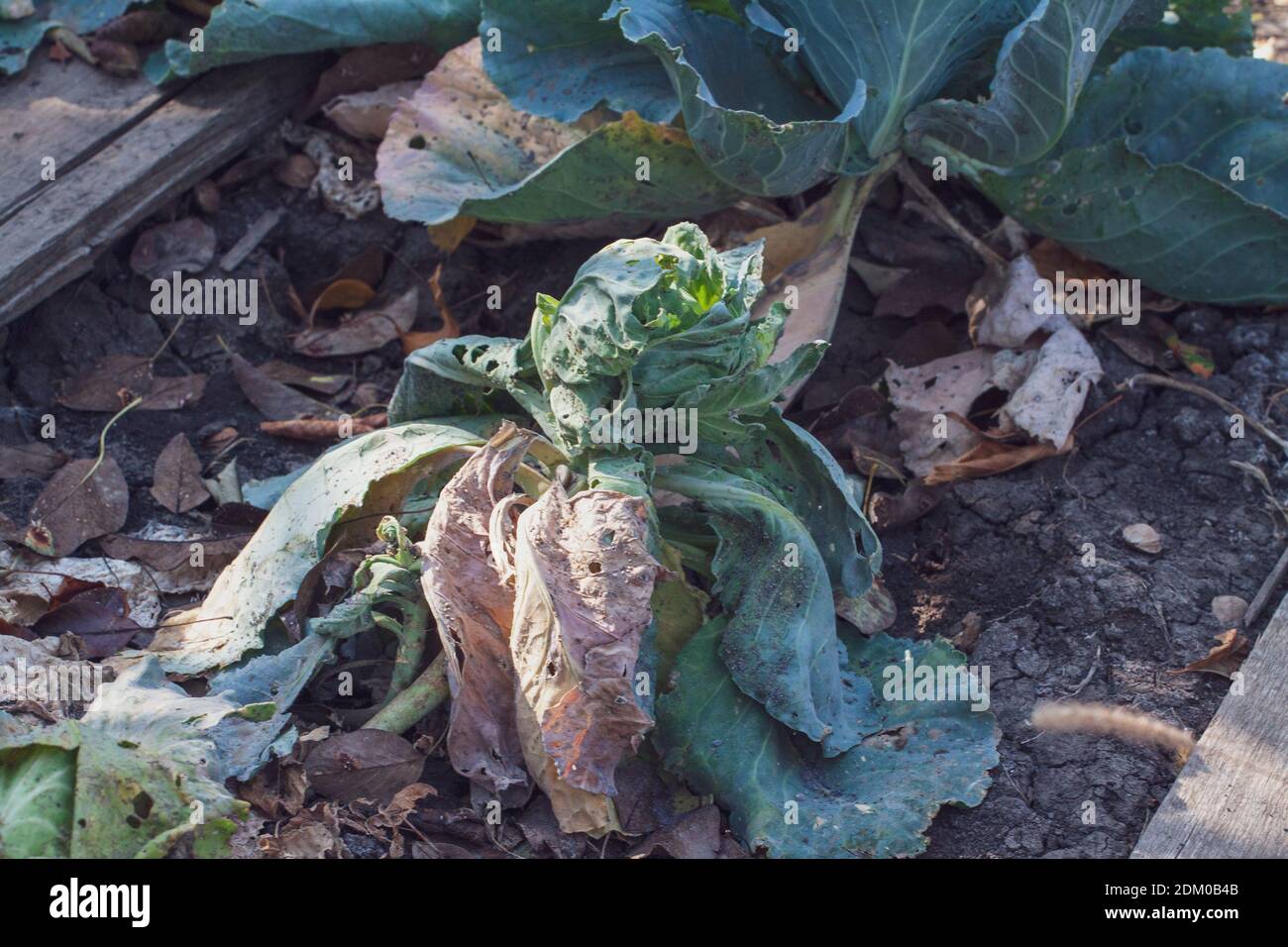 Cabbage disease hi-res stock photography and images - Alamy