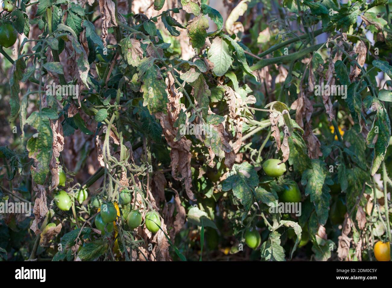 Tomato Plant Disease High Resolution Stock Photography and Images - Alamy