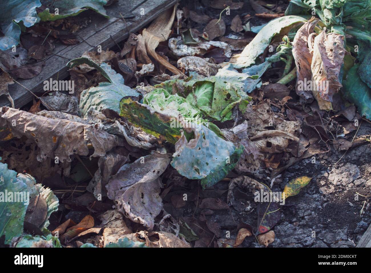 diseased cabbage leaves affected by pests and pathogenic fungi. Cabbage ...