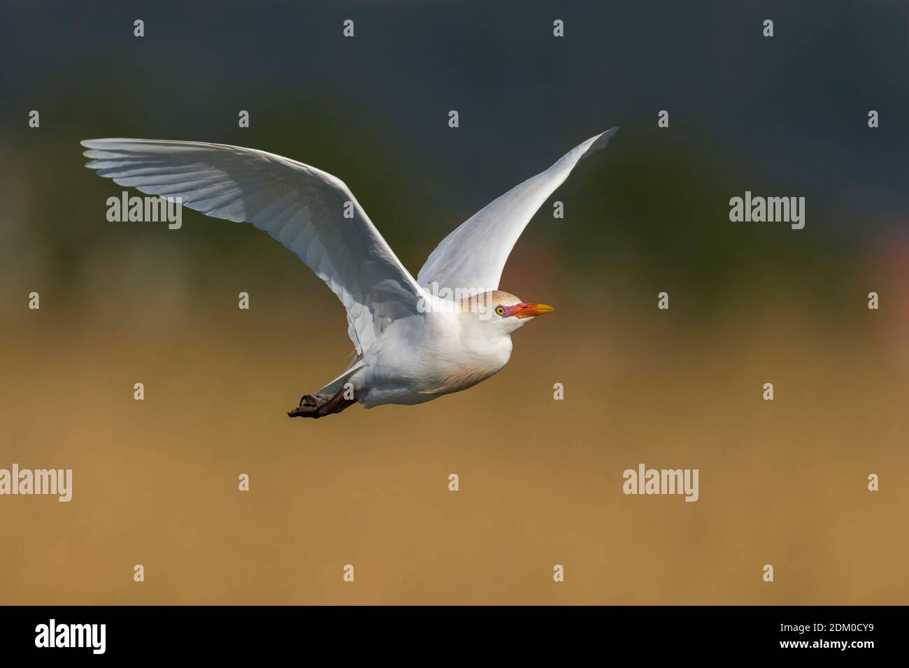 Koereiger in vlucht; Cattle Egret in flight Stock Photo - Alamy