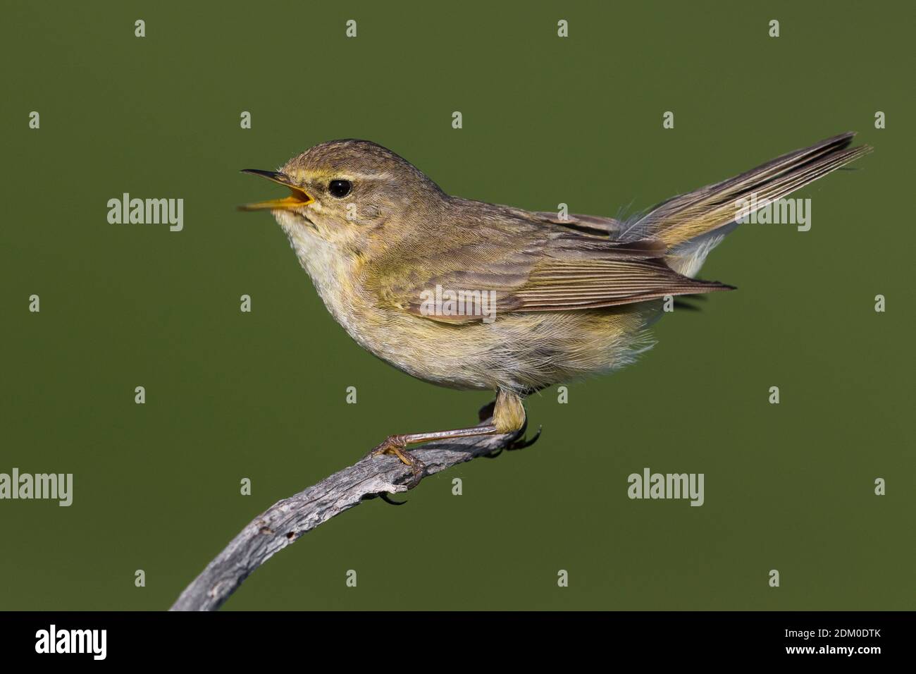 Zingende Tjiftjaf, Common Chiffchaff singing Stock Photo - Alamy