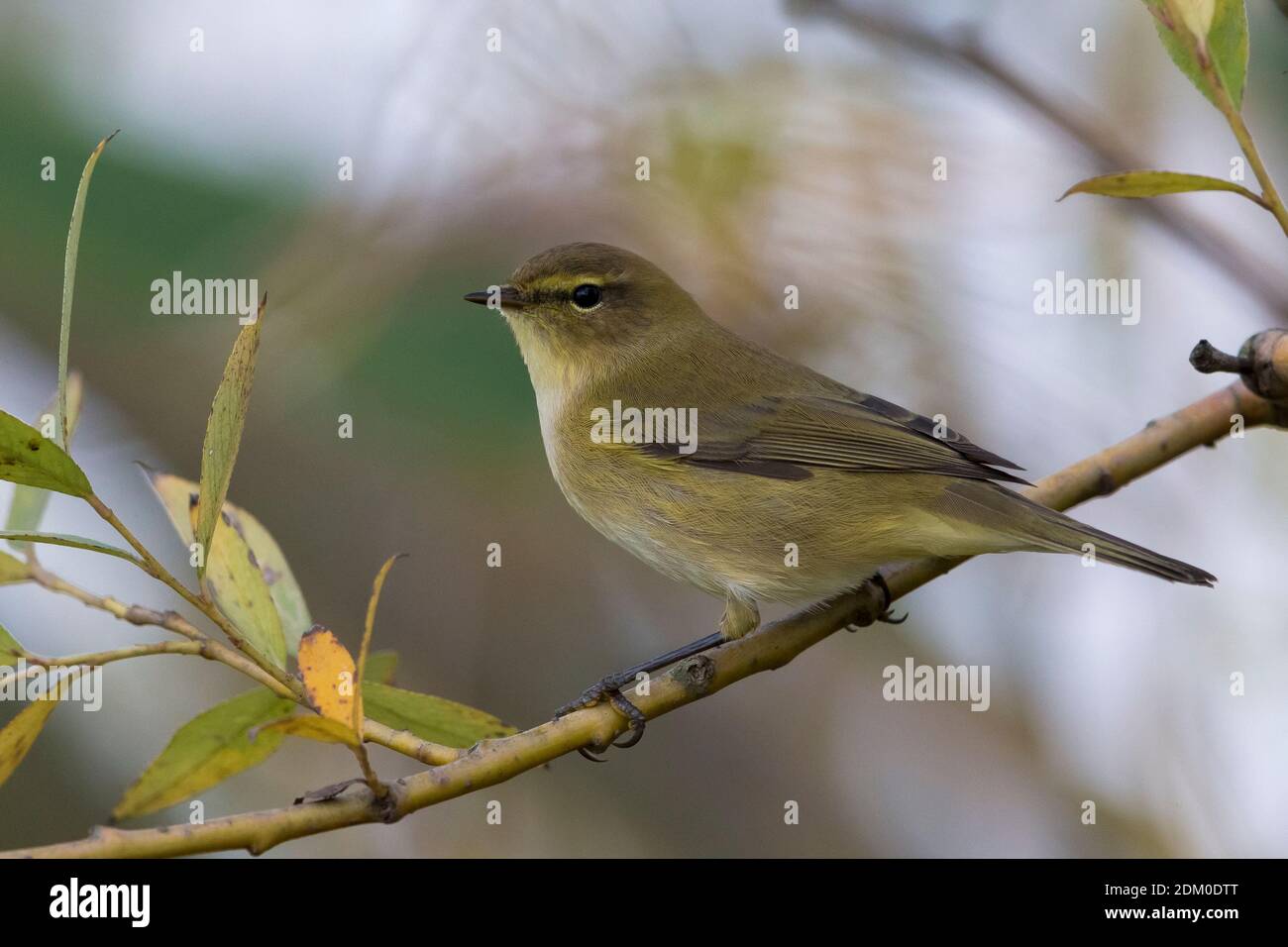 Tjiftjaf; Common Chiffchaff Stock Photo - Alamy