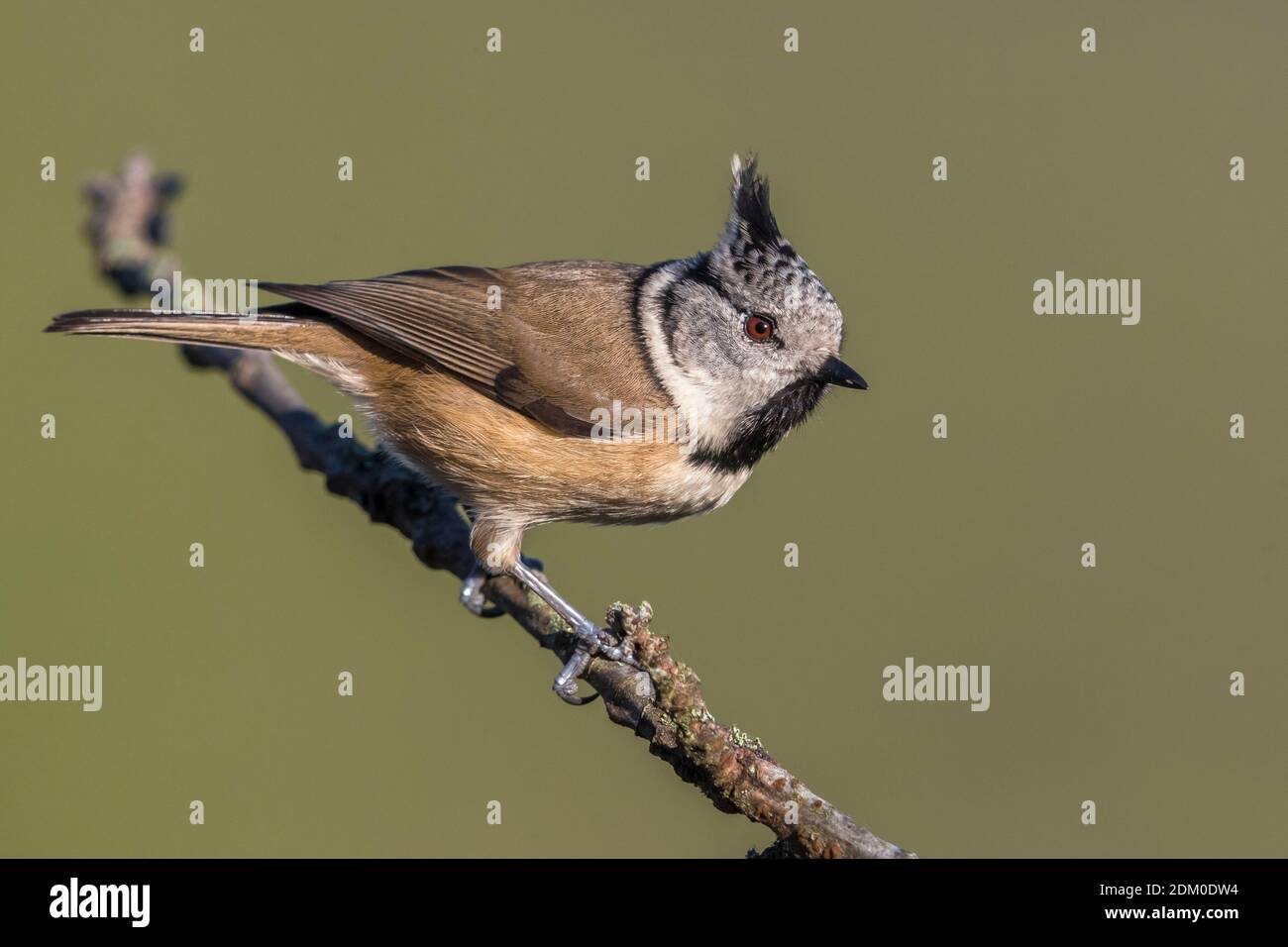 Kuifmees; Crested Tit Stock Photo - Alamy