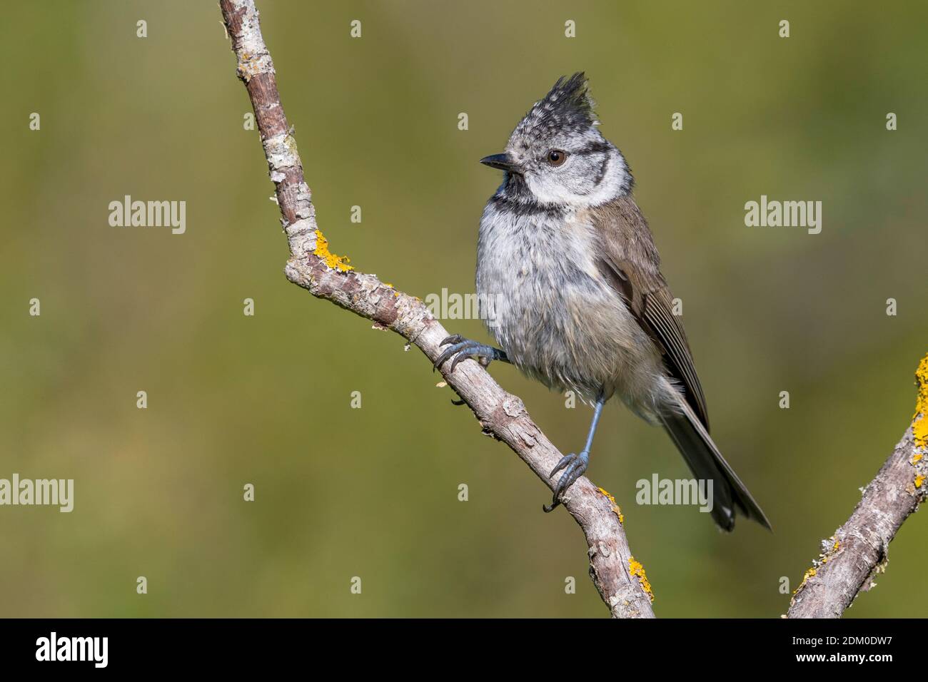 Volwassen Kuifmees; Adult Crested Tit Stock Photo - Alamy