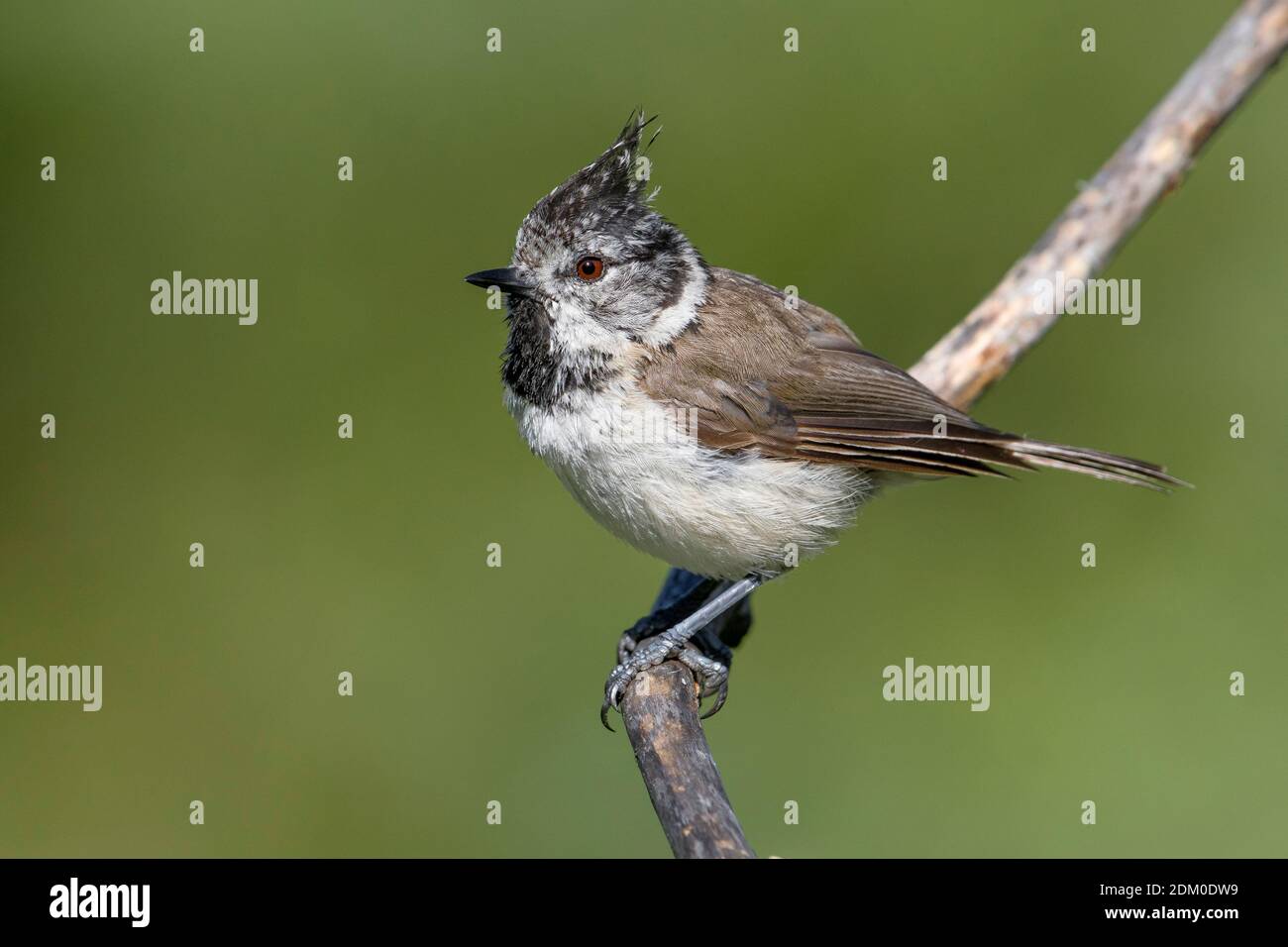 Volwassen Kuifmees; Adult Crested Tit Stock Photo - Alamy