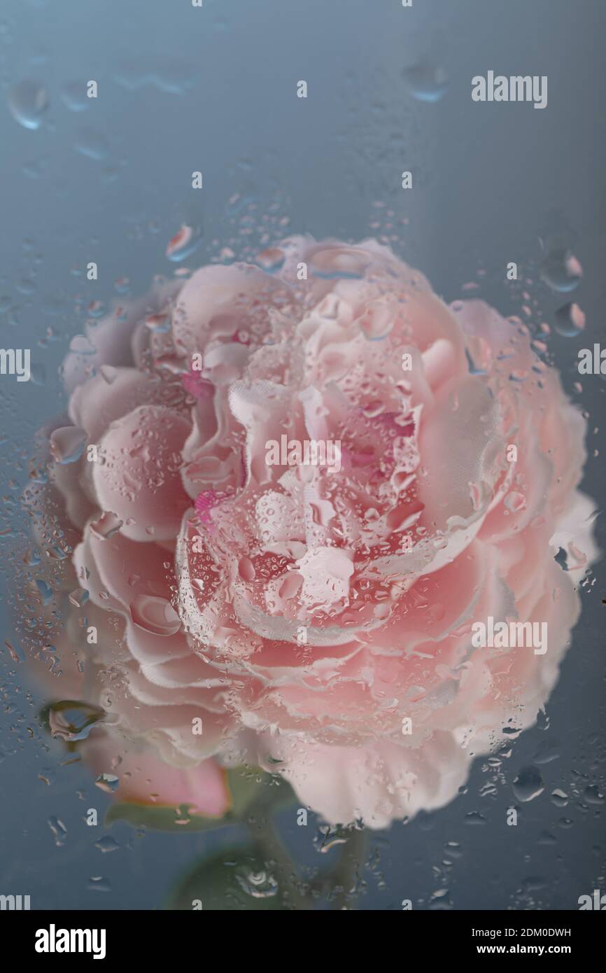 Pink Rose With Water Drops Wallpaper