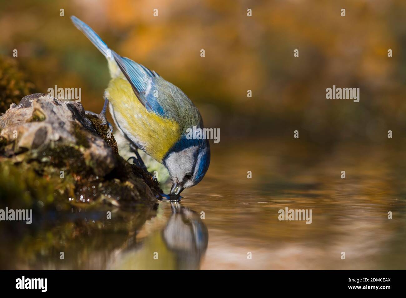 Drinkende Pimpelmees, Blue Tit drinking Stock Photo - Alamy