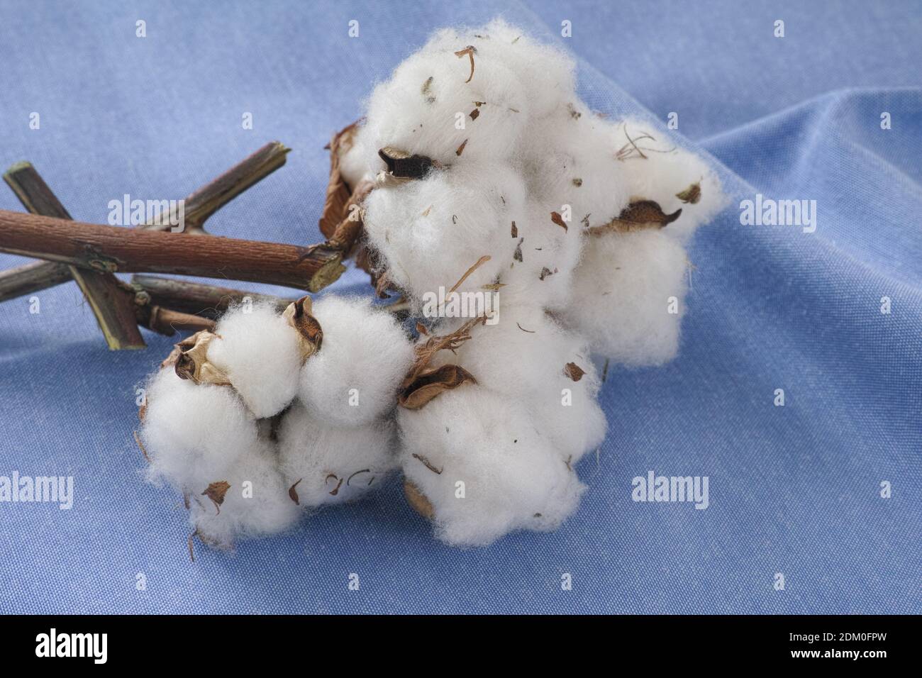 Close up cotton fabric hi-res stock photography and images - Alamy
