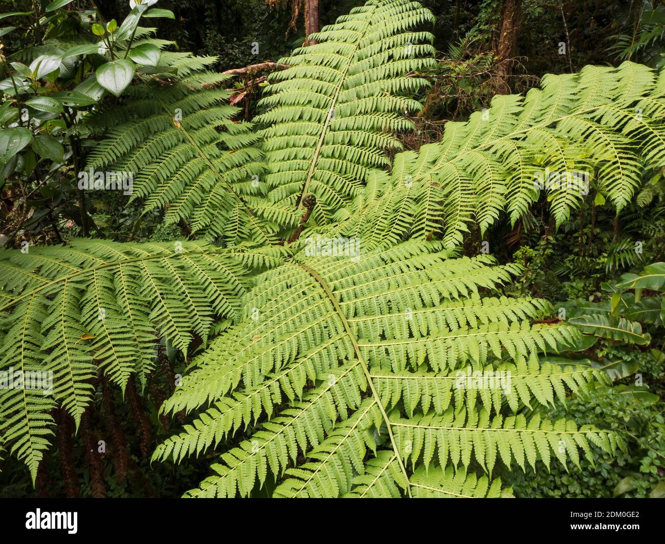 Tropical ferns hi-res stock photography and images - Alamy
