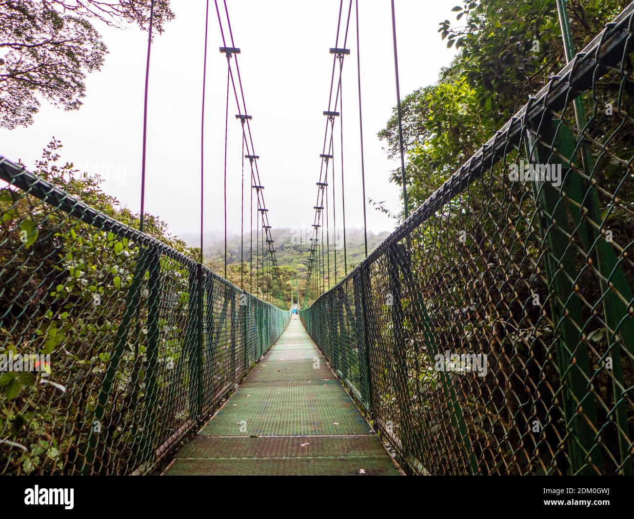 Forest rope bridge hike hi-res stock photography and images - Alamy